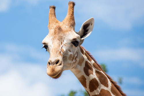 Animal Behavior and Ecology: The Social Life of Giraffes – Oasis ...