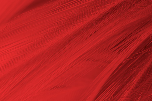Scarlet Cloth Discovery Supports Exodus Timeline – Oasis Everywhere Store
