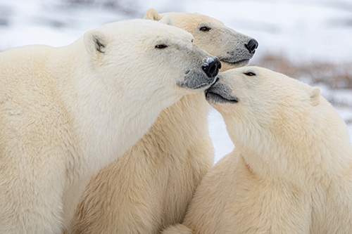 Marine Mammals of the High Arctic – Oasis Everywhere Store